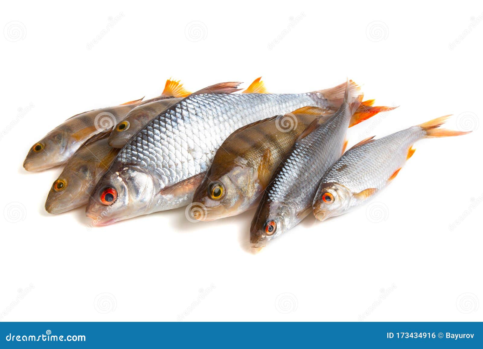 Raw Fish on a White Background Stock Photo - Image of delicacy ...