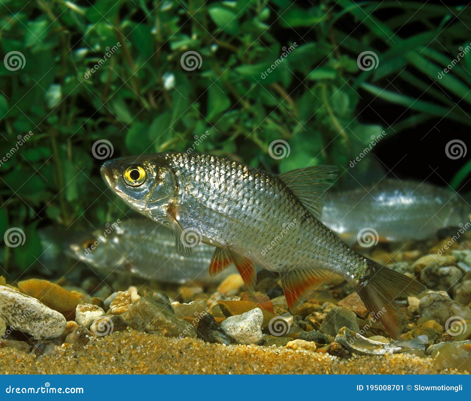 Roach, Rutilus Rutilus, Adult Stock Image - Image of roach, water ...