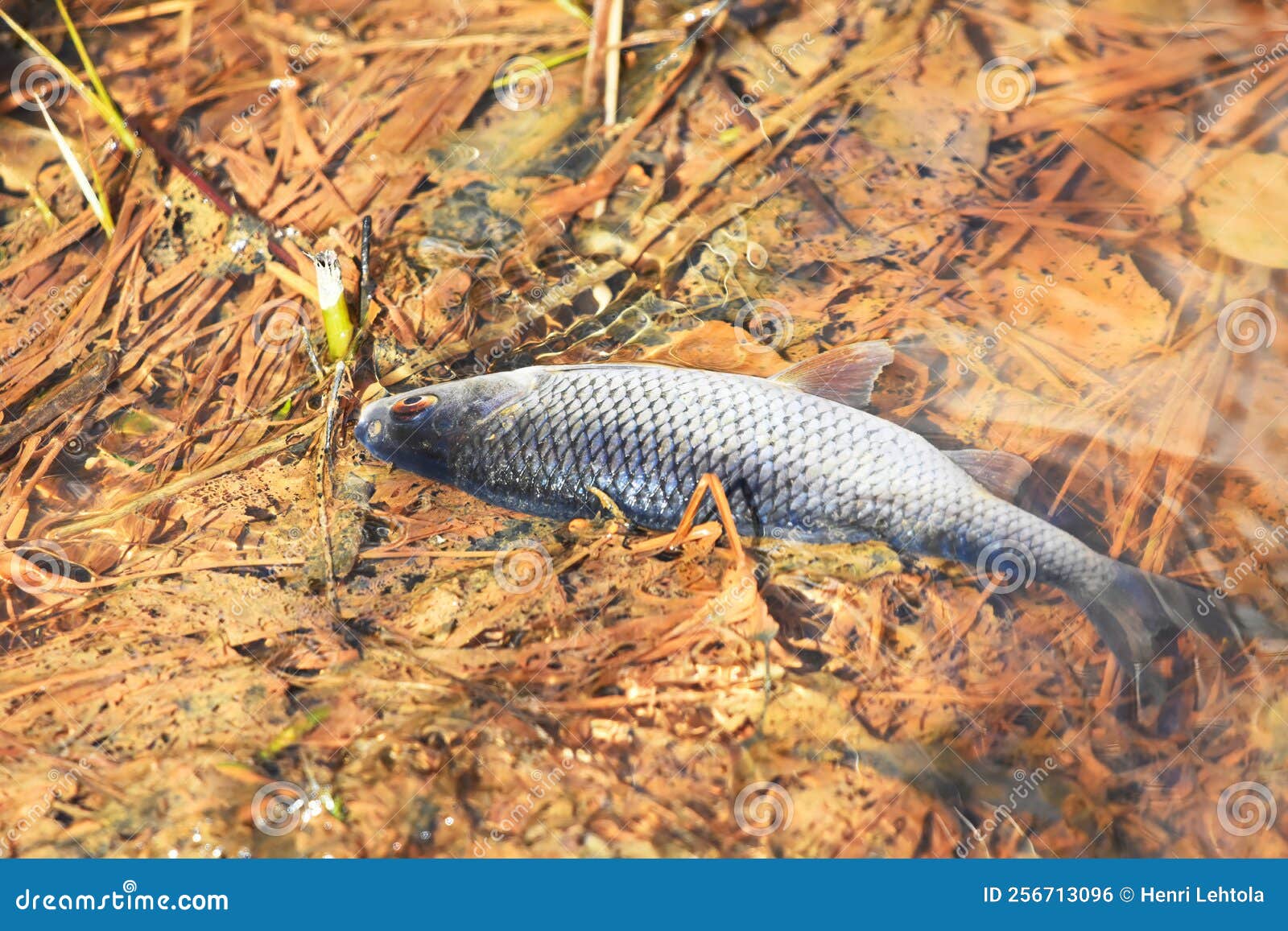 Roach (Rutilus Rutilus) Stuck in the Shallow Water while Spawning ...