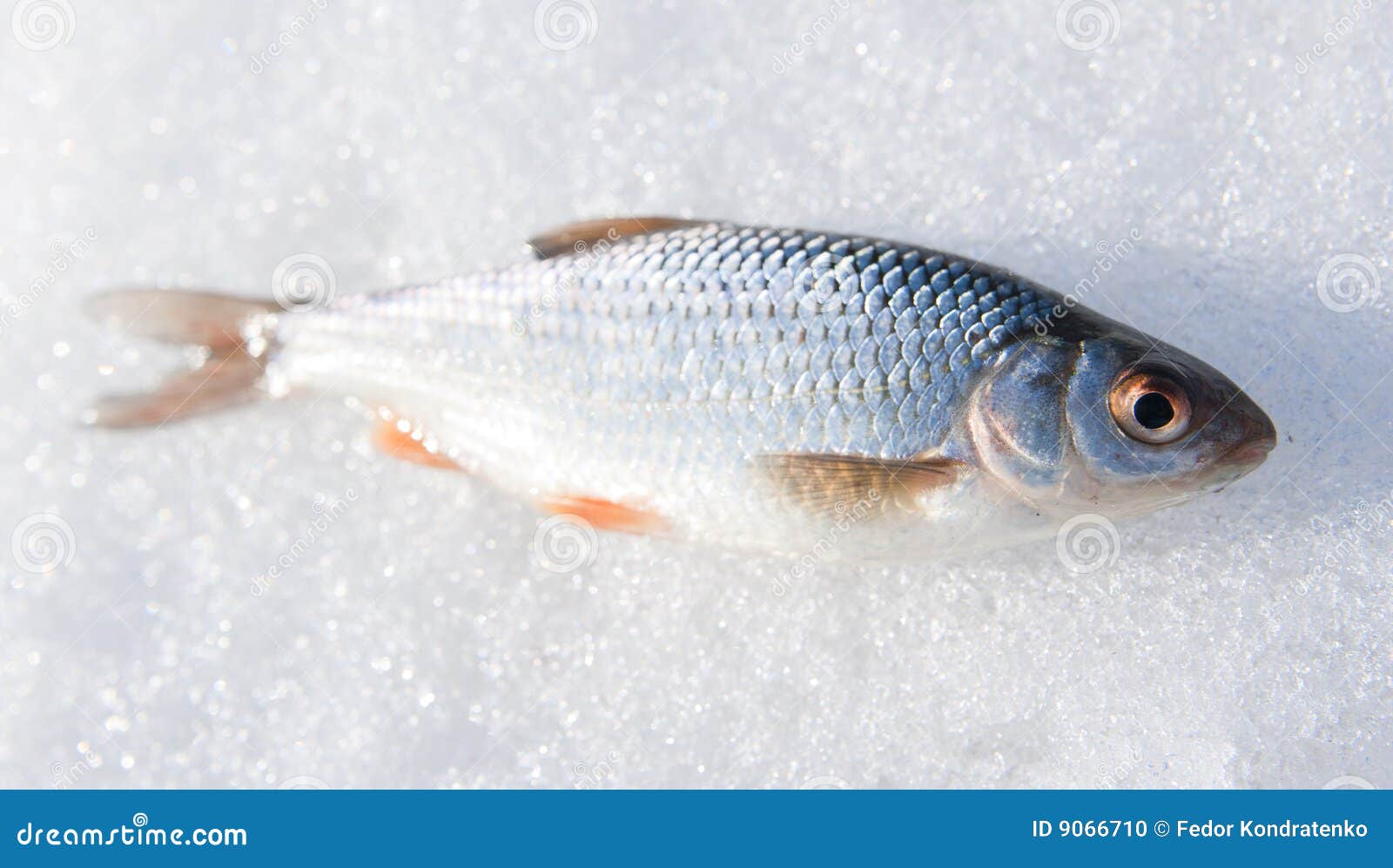 Roach on snow stock photo. Image of mouth, scales, silver - 9066710