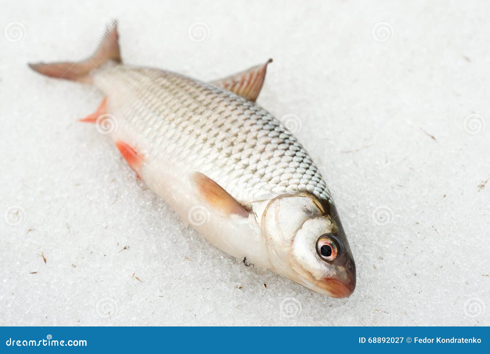 Roach on snow stock image. Image of freshwater, fish - 68892027