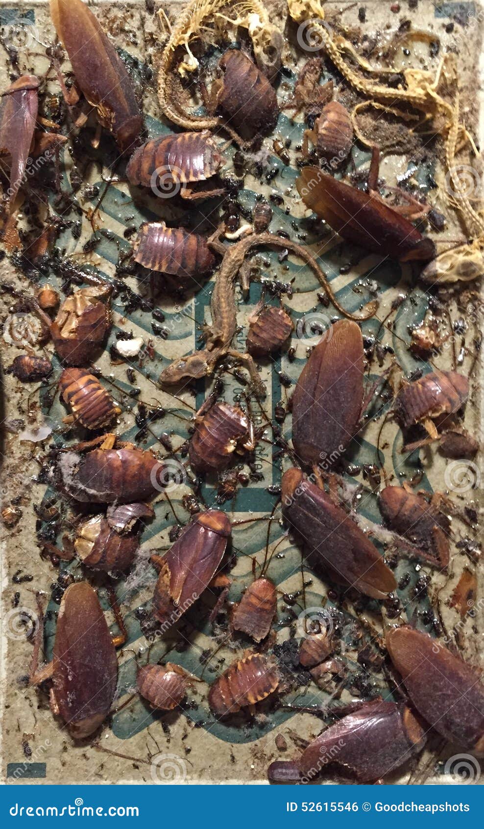 Roach Trap Hell Horror and Disgust Stock Photo - Image of roach, aged ...