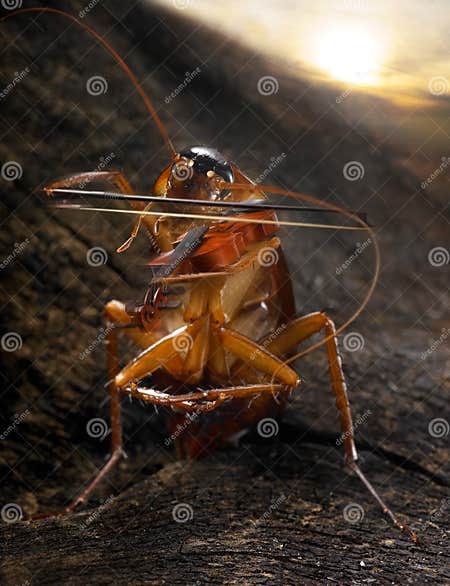 Roach Violinist stock image. Image of performer, violinist - 5575309