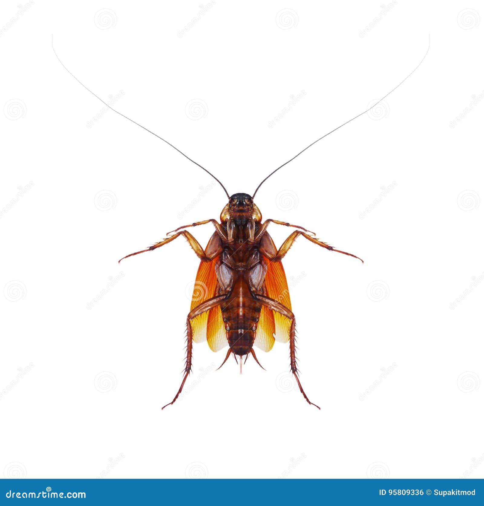 Roach on White Background stock photo. Image of control - 95809336