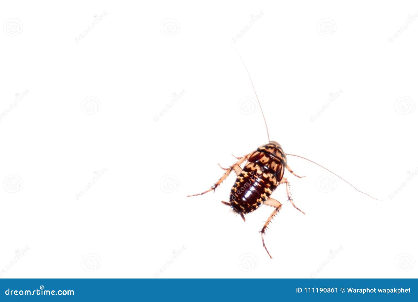 Roach on a White Background. Stock Image - Image of cockroaches, horror ...