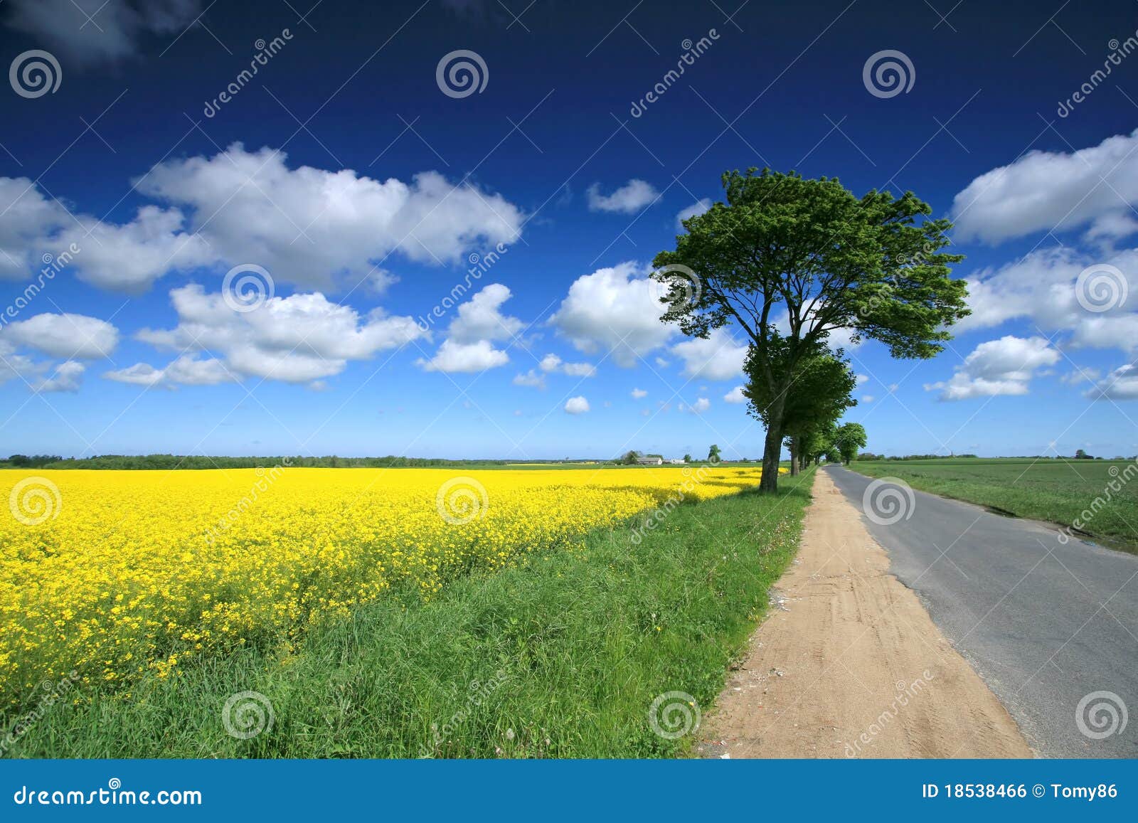 Road stock photo. Image of fresh, nature, blue, oilseed - 18538466