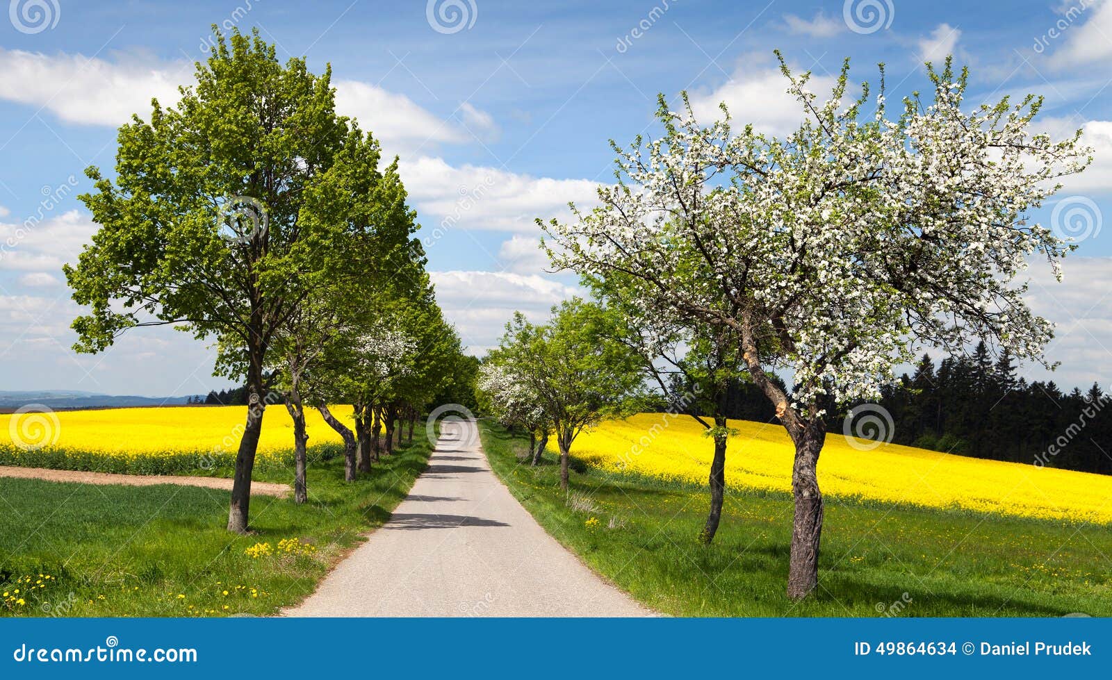 Road, Alley of Apple Tree, Field of Rapeseed Stock Photo - Image of ...