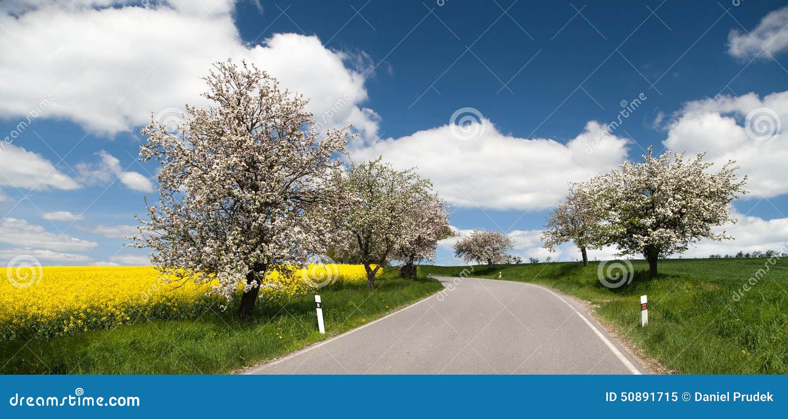 Road with Alley of Apple Tree and Rapeseed Field Stock Image - Image of ...