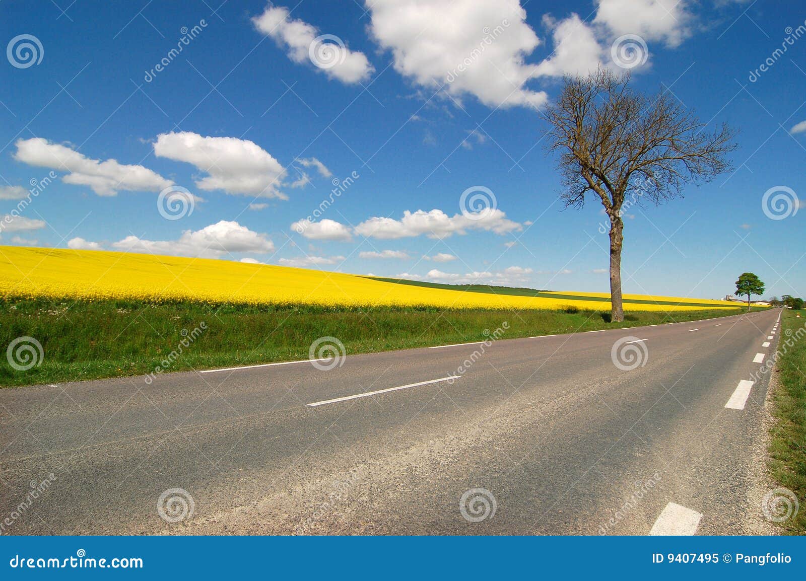 Road along calona field stock image. Image of colza, field - 9407495