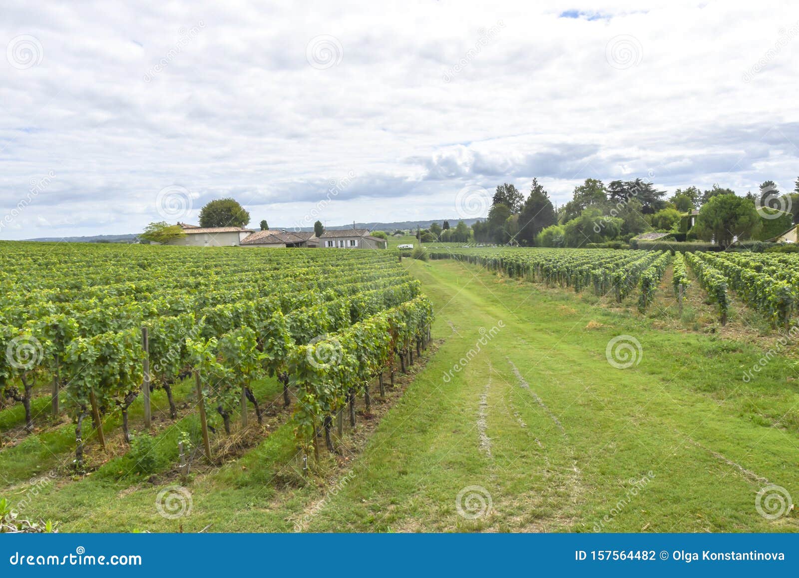 Road Along the Rows of Vineyards Landscape Stock Photo - Image of field ...