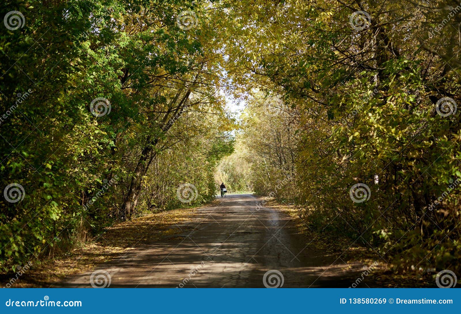 Road with an arch of trees stock image. Image of background - 138580269