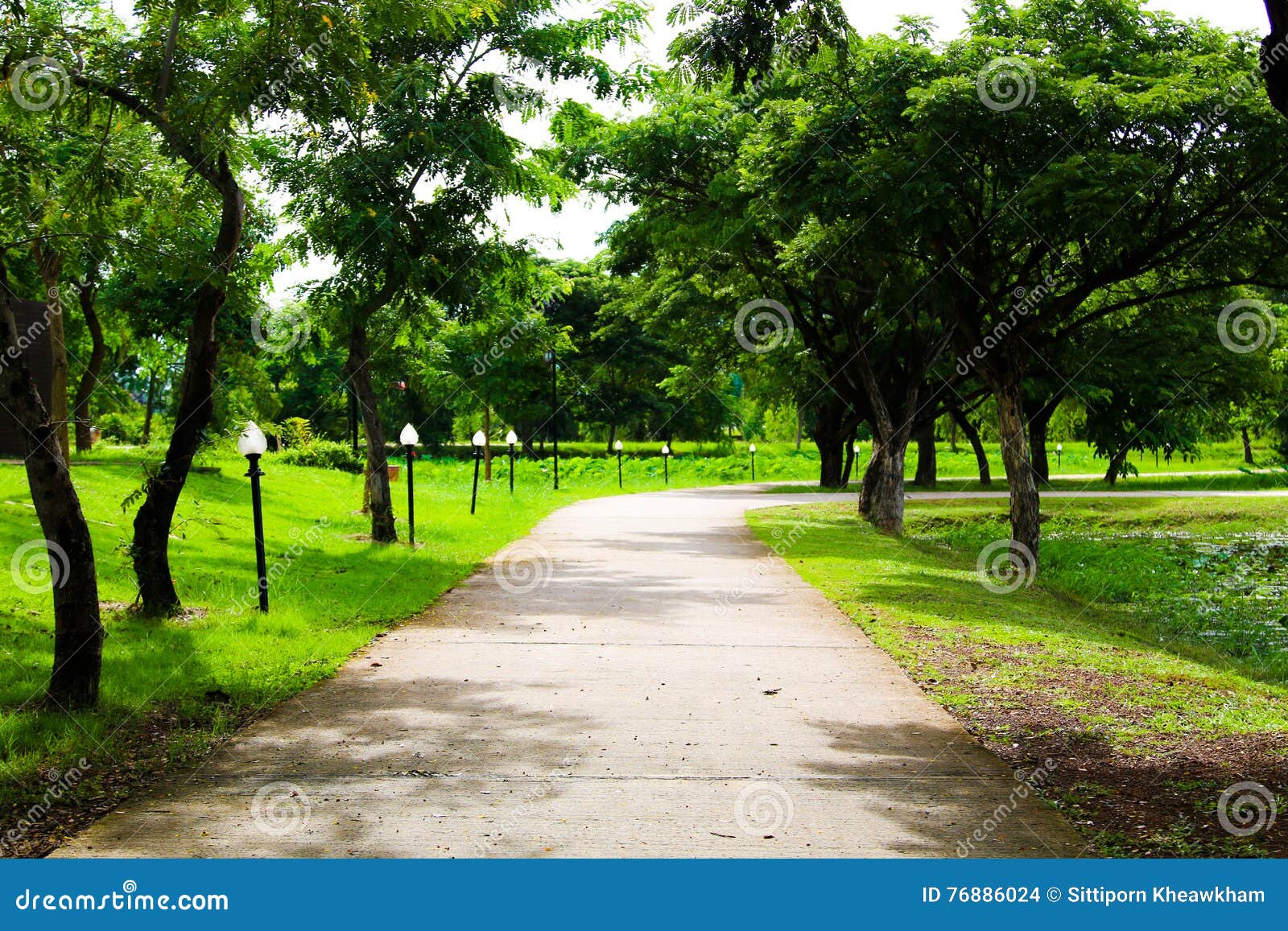 The road around the tree stock photo. Image of field - 76886024