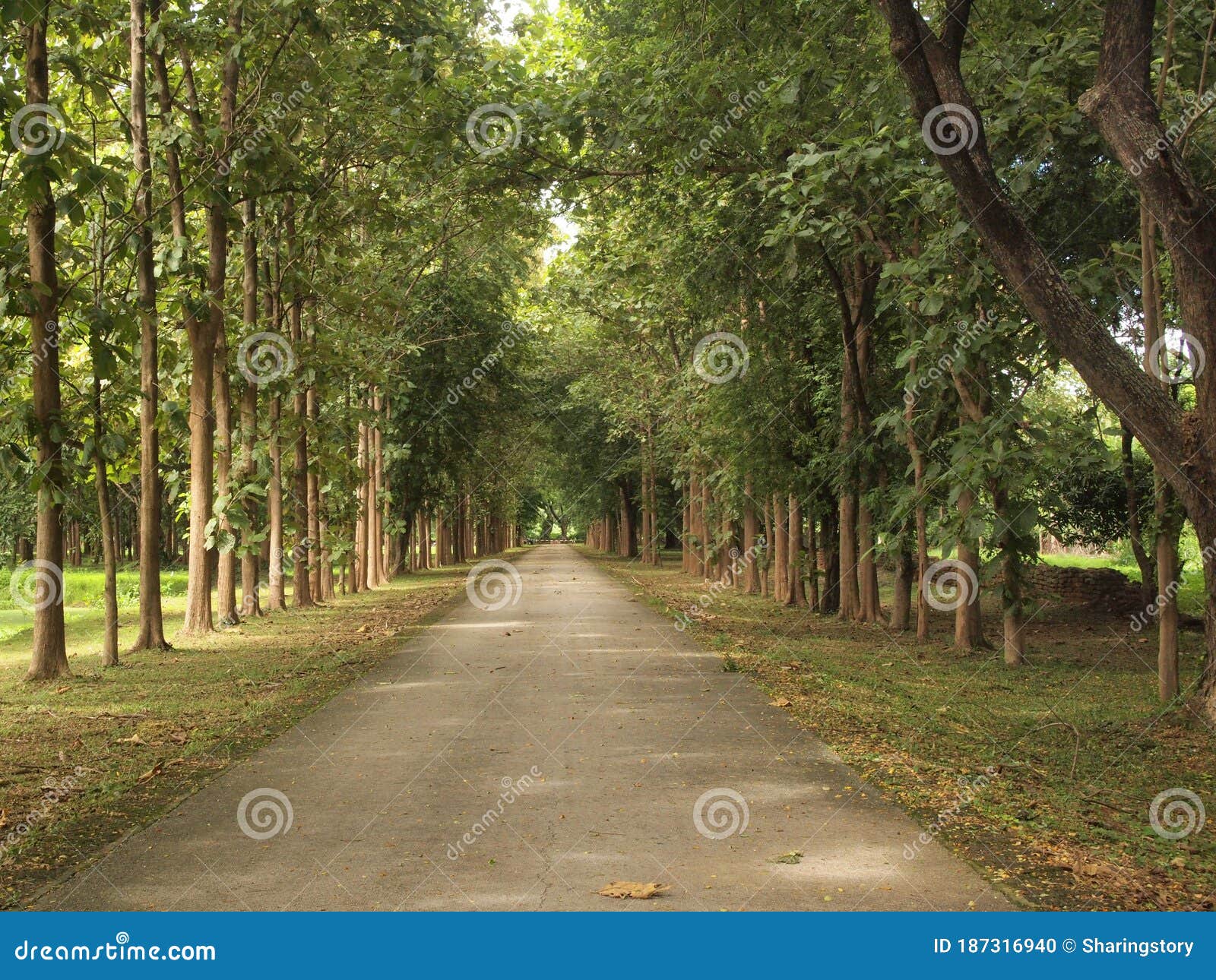 Road and around trees stock photo. Image of trees, rural - 187316940