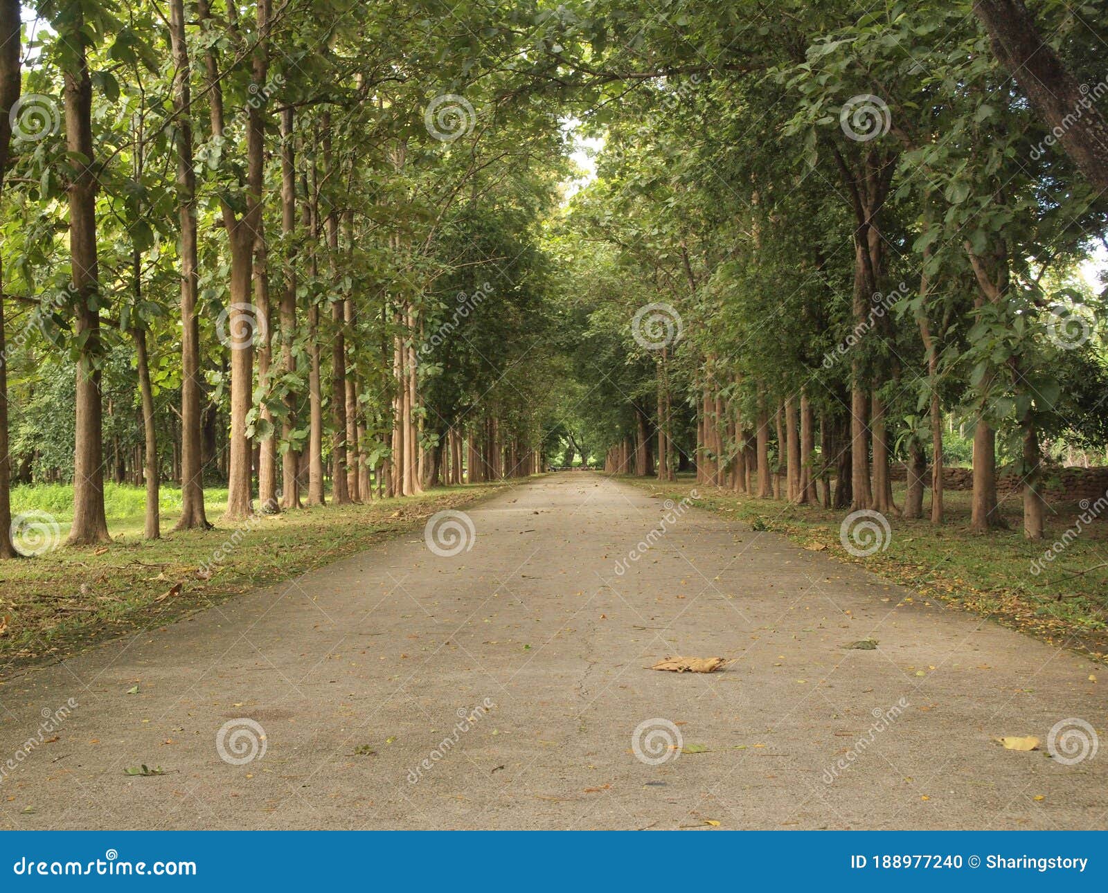 Road and around trees stock photo. Image of landscape - 188977240