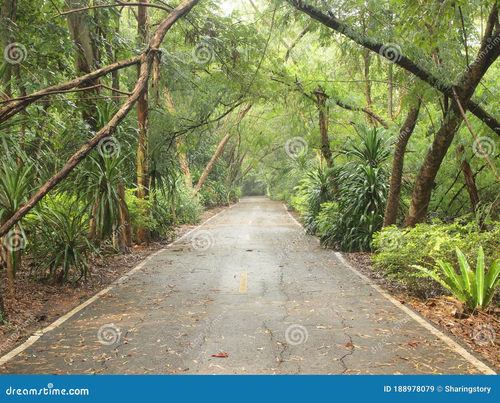 Road and around trees stock image. Image of nonurban - 188978079