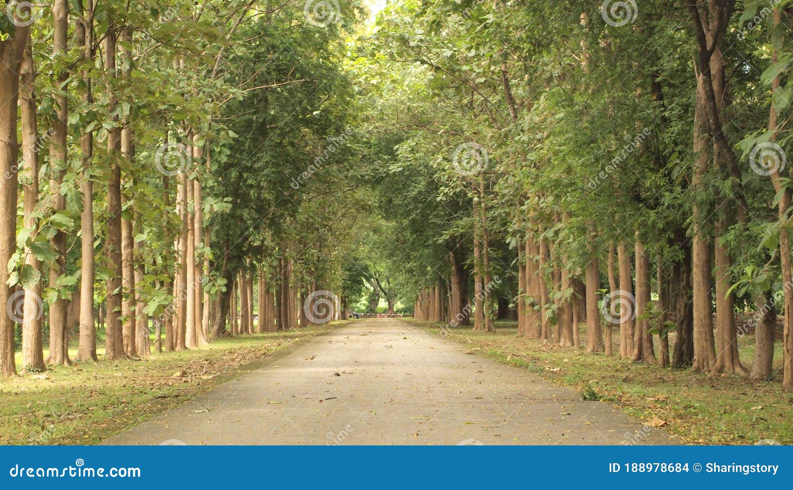 Road and around trees stock photo. Image of rural, gray - 188978684