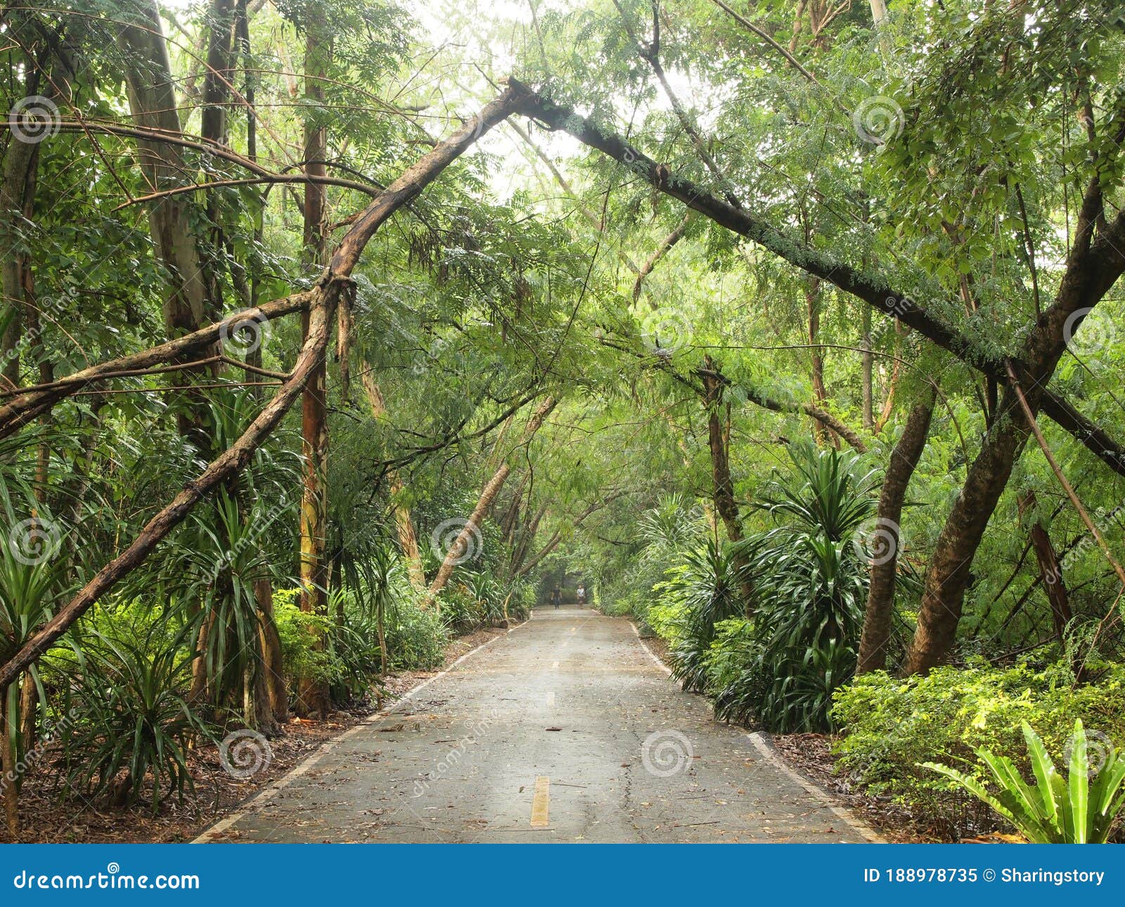 Road and around trees stock image. Image of lane, driveway - 188978735