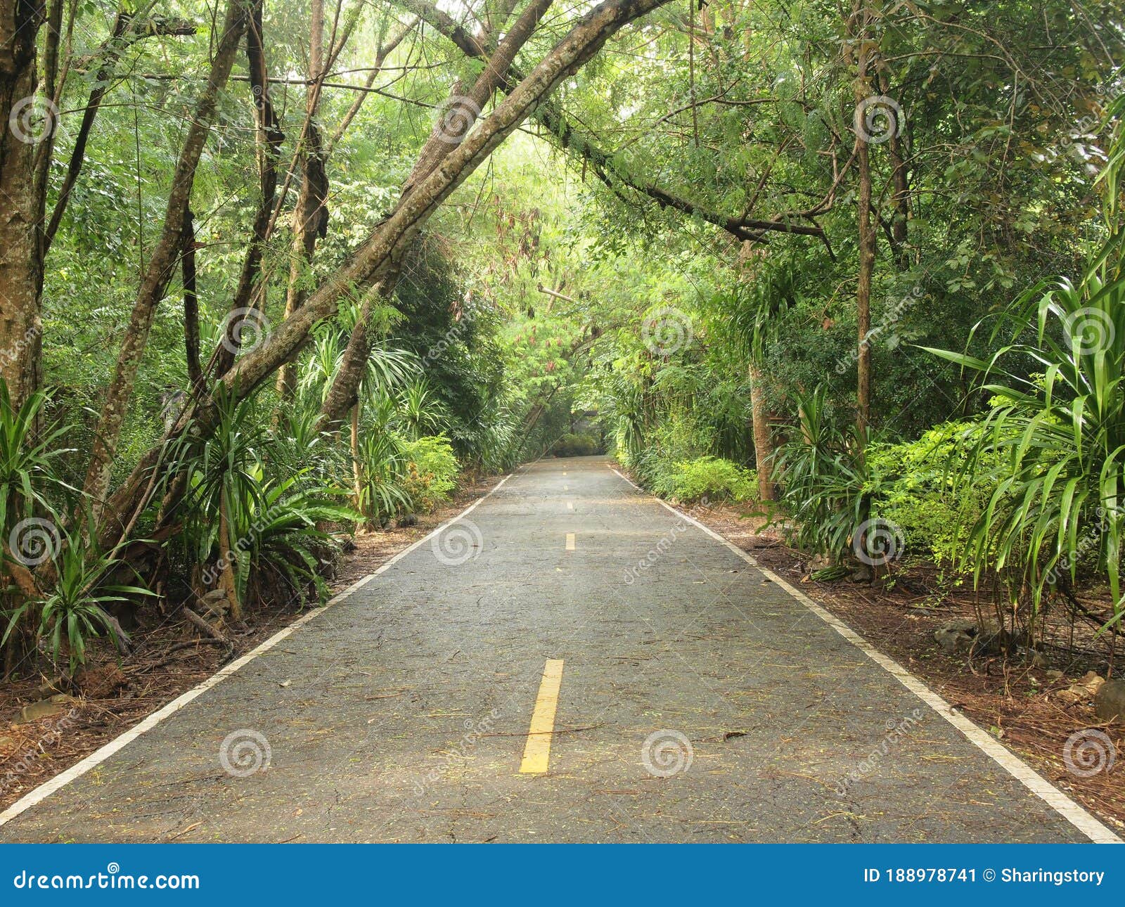 Road and around trees stock image. Image of track, range - 188978741
