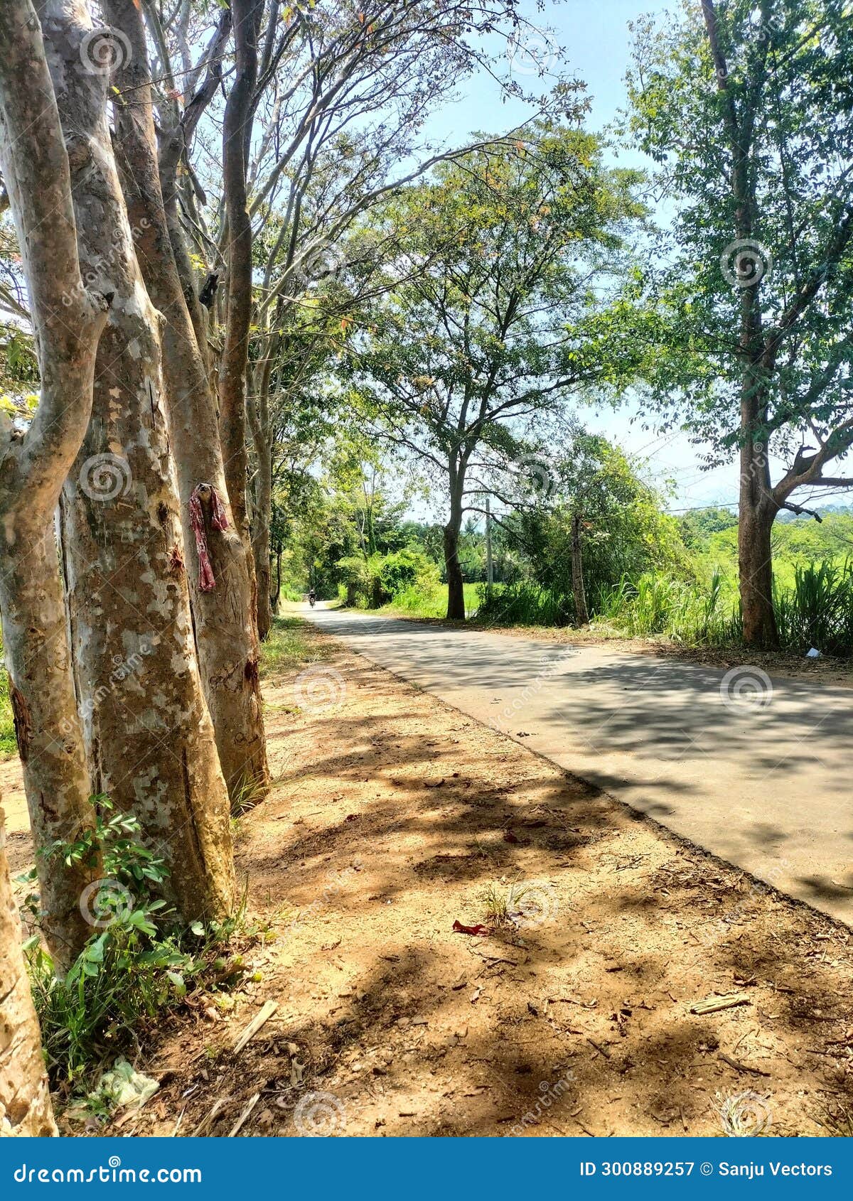 Road and around trees stock image. Image of green, nature - 300889257