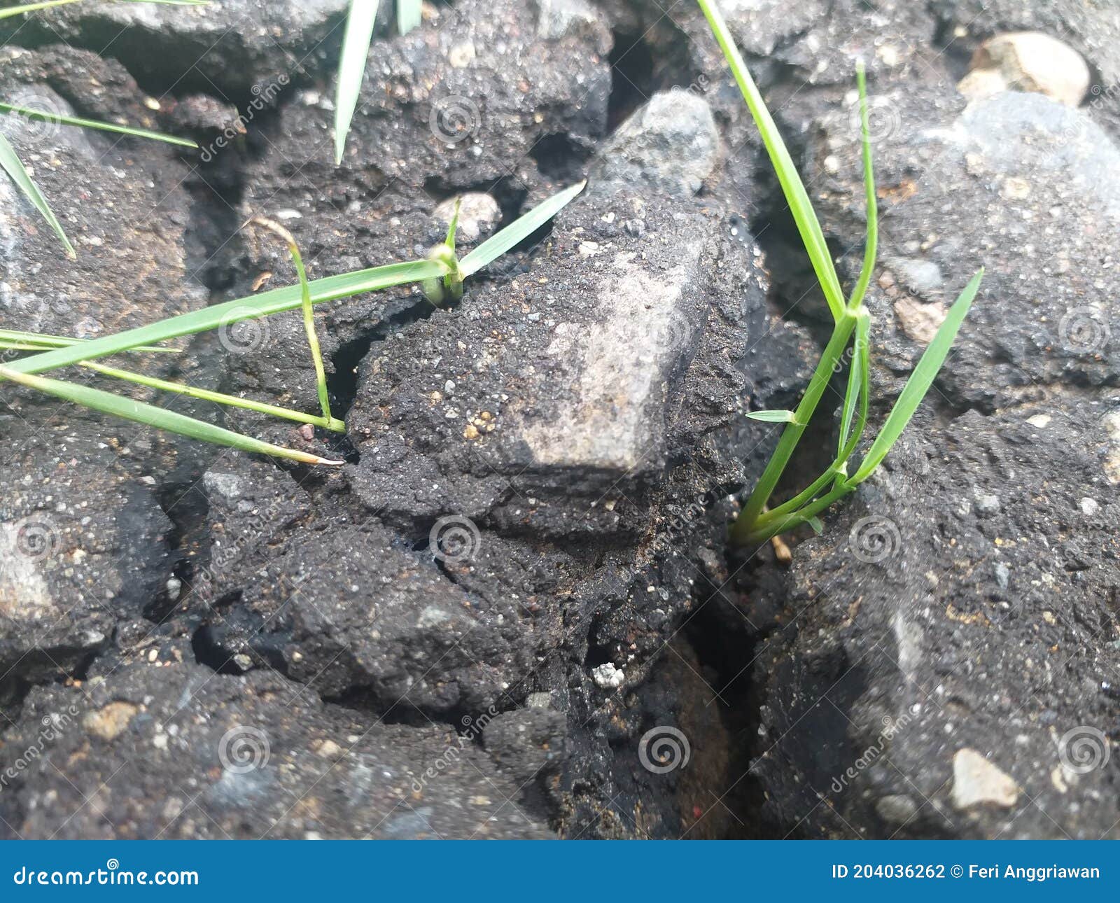 Road asphalt chunks stock photo. Image of crop, leaf - 204036262