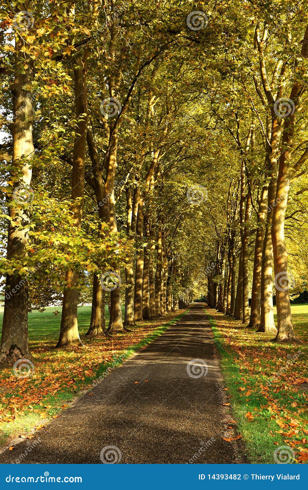 Road in autumn stock photo. Image of parkway, forest - 14393482