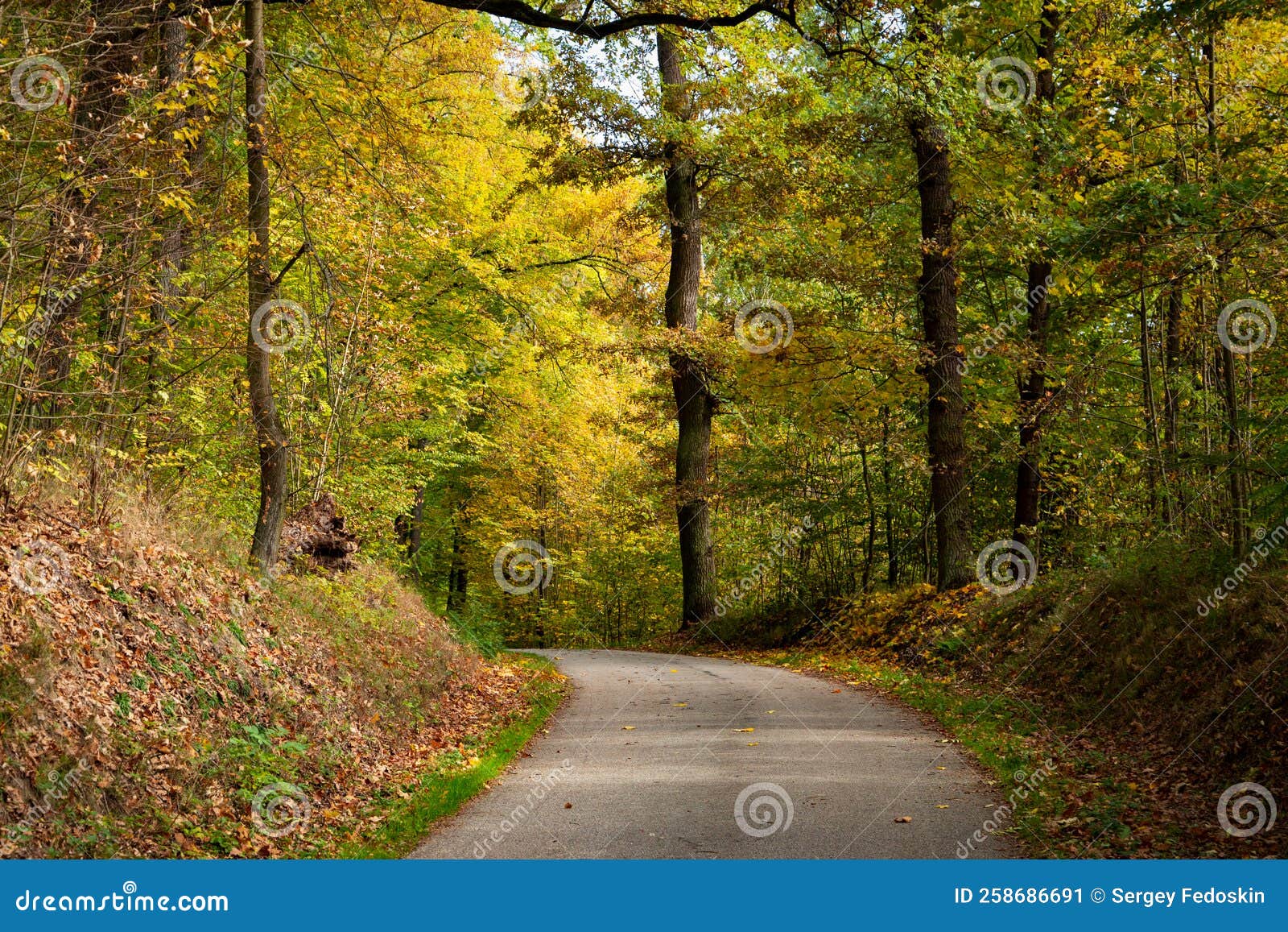 Road in the autumn forest stock image. Image of forest - 258686691