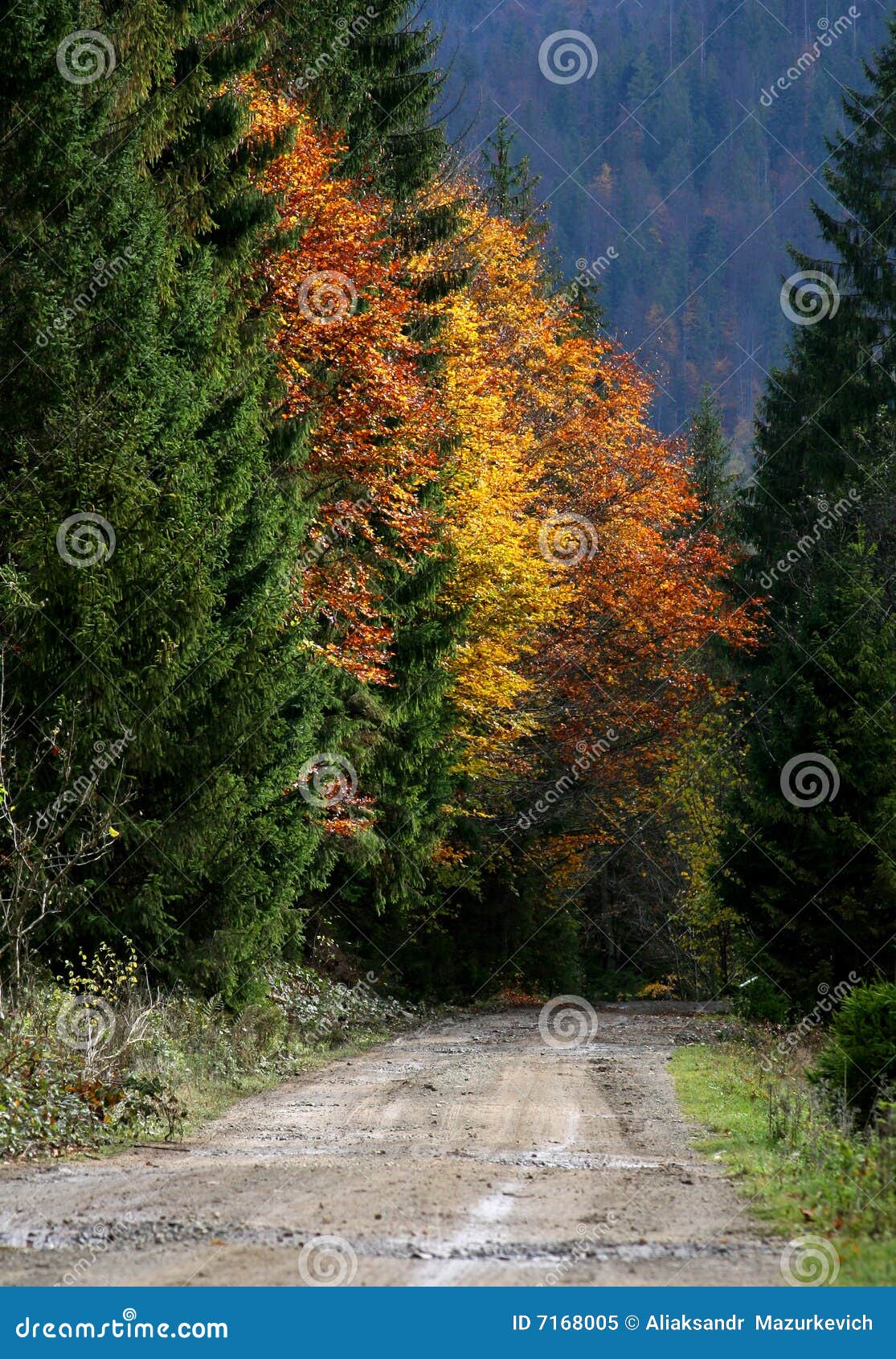 The Road through the Autumn Forest Stock Image - Image of green, hike ...