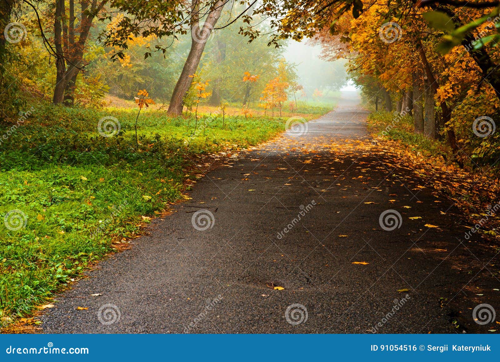31,433 Autumn Forest Landscape Perspective Stock Photos - Free ...