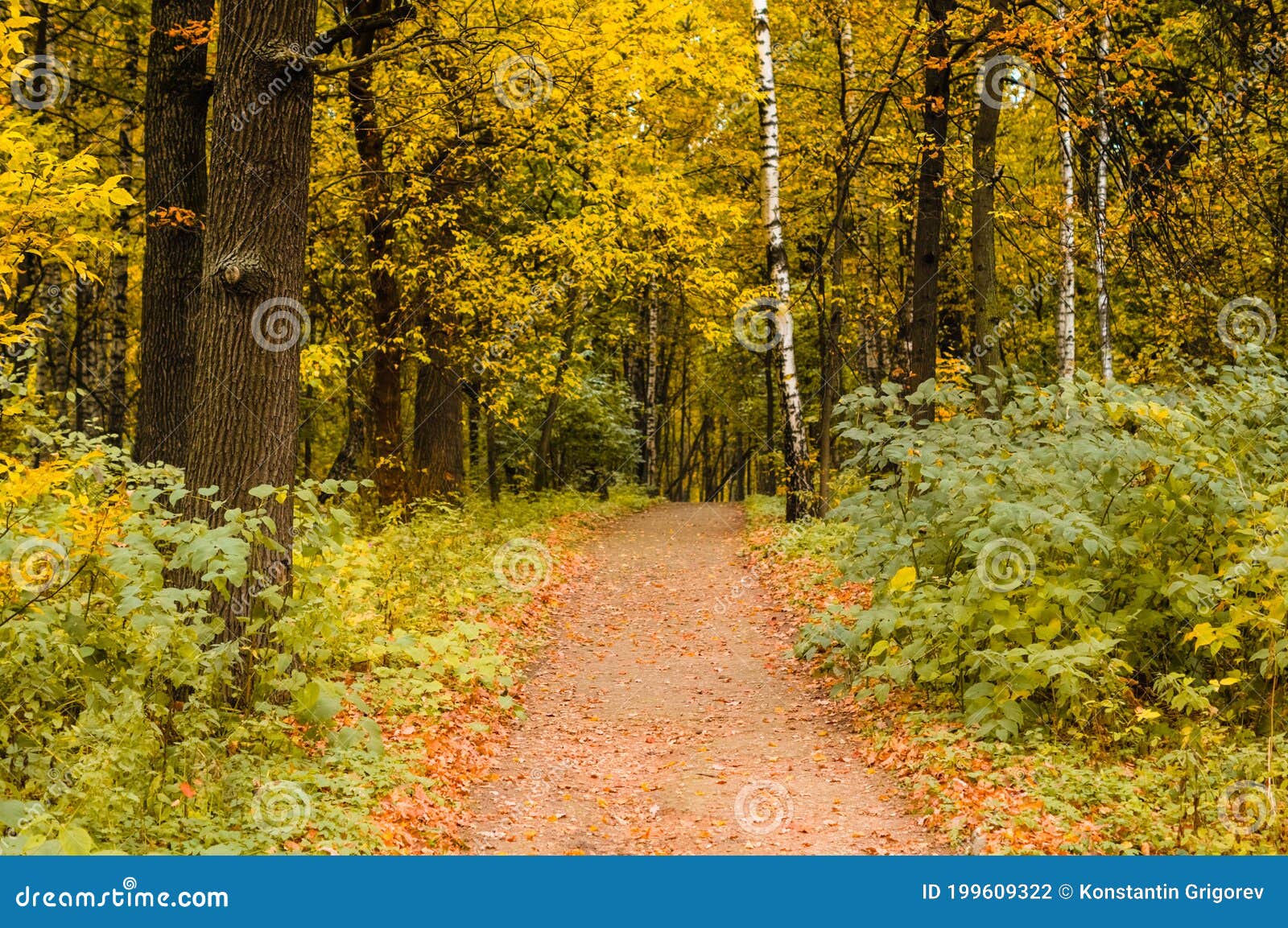 Road in the Autumn Forest. Deep Forest Trail View Stock Photo - Image ...