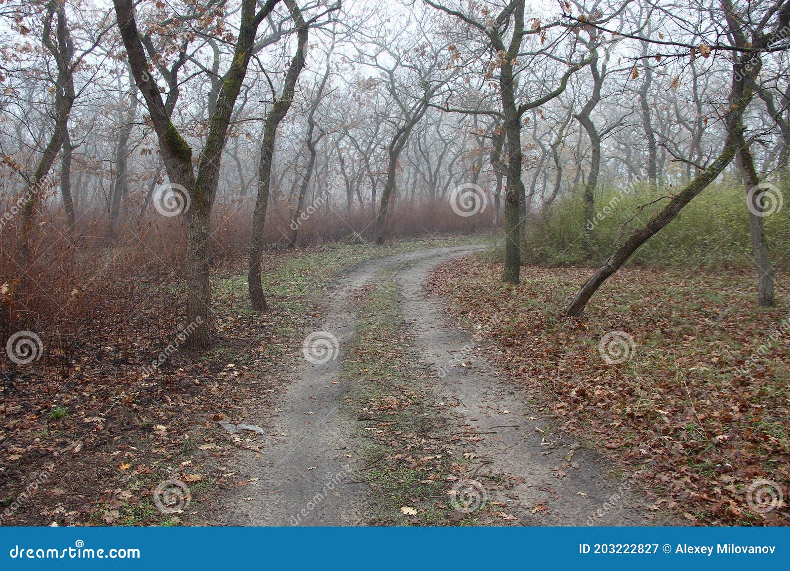 Road through the Autumn Forest without Leaves in Fog Stock Image ...
