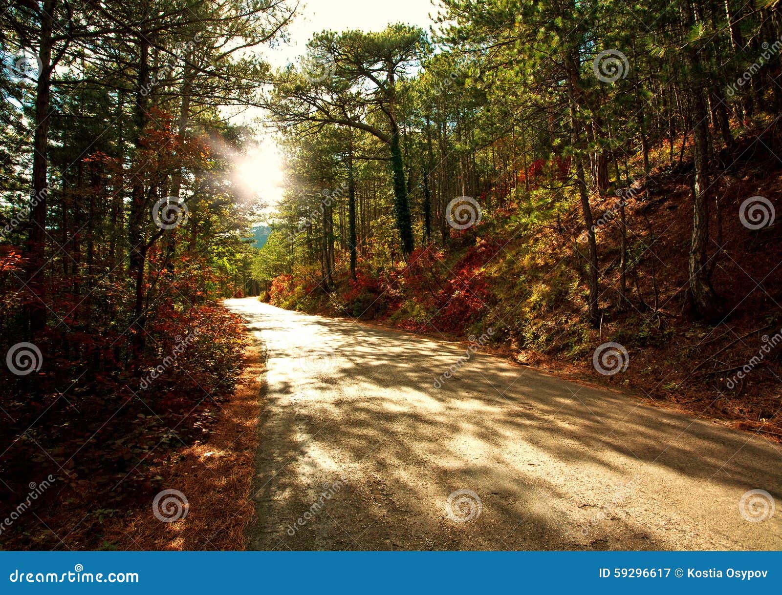 Road in Autumn Forest in Light of Setting Sun Stock Image - Image of ...