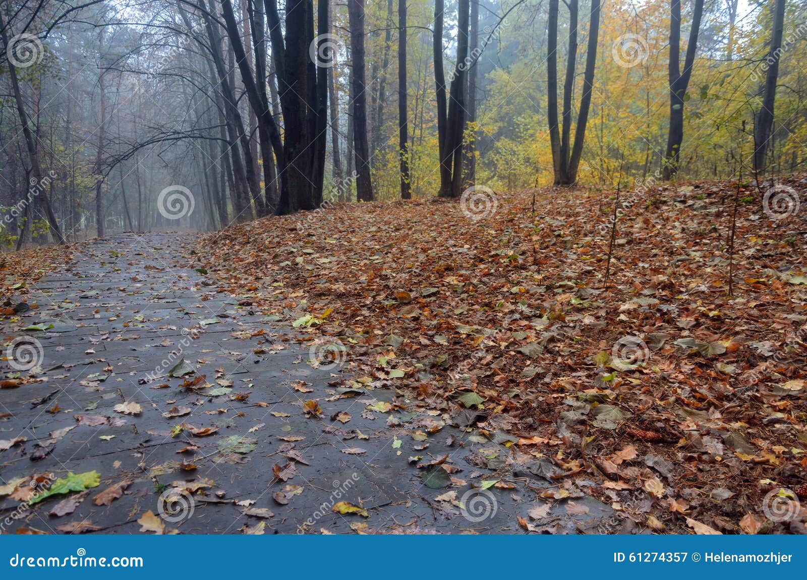 Road through Autumn Forest after Rain Stock Image - Image of outdoors ...