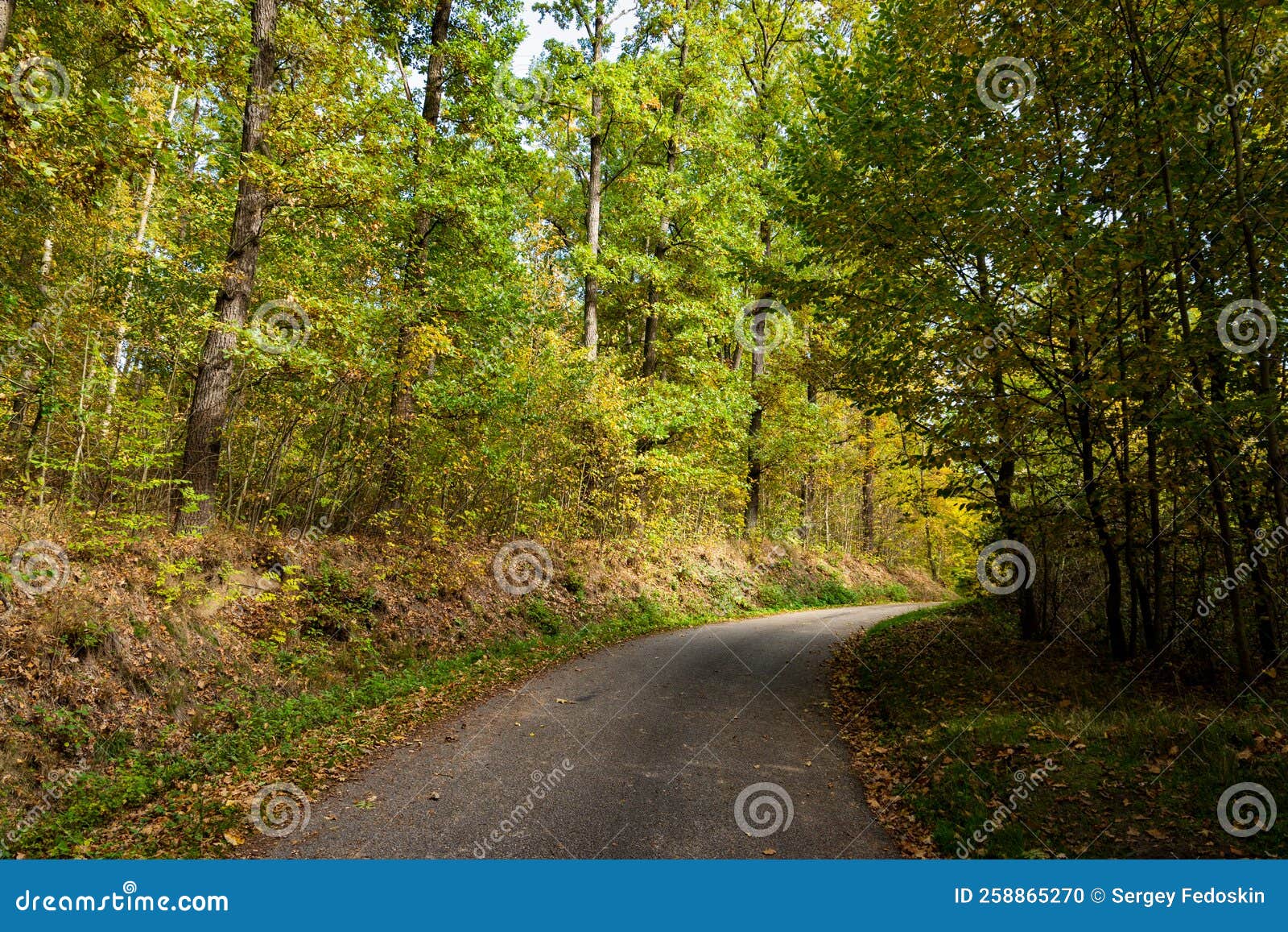 Road in the autumn forest stock photo. Image of october - 258865270