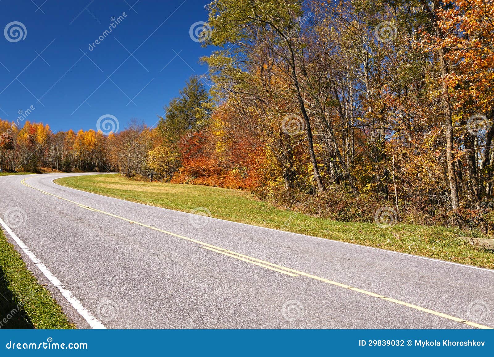 Road through forest stock photo. Image of tree, forest - 29839032