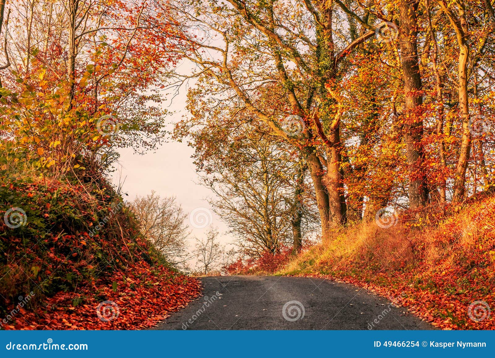 Road in autumn landscape stock photo. Image of foliage - 49466254