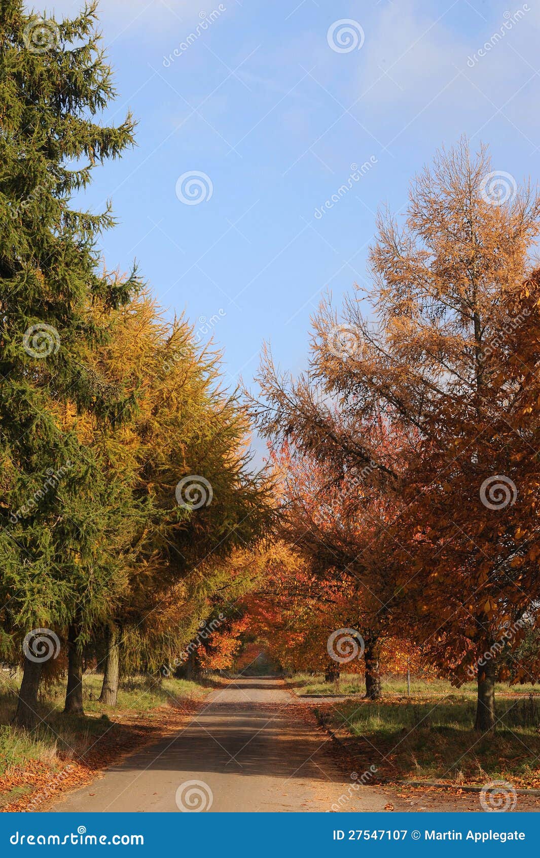 Road through autumn trees stock image. Image of rural - 27547107