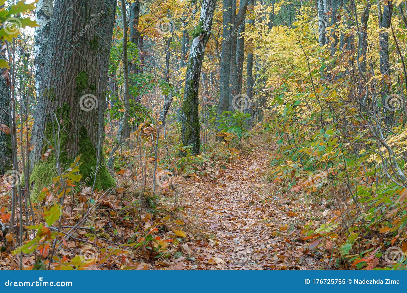 Road among Autumn Trees, Hilly Road in the Forest Stock Image - Image ...