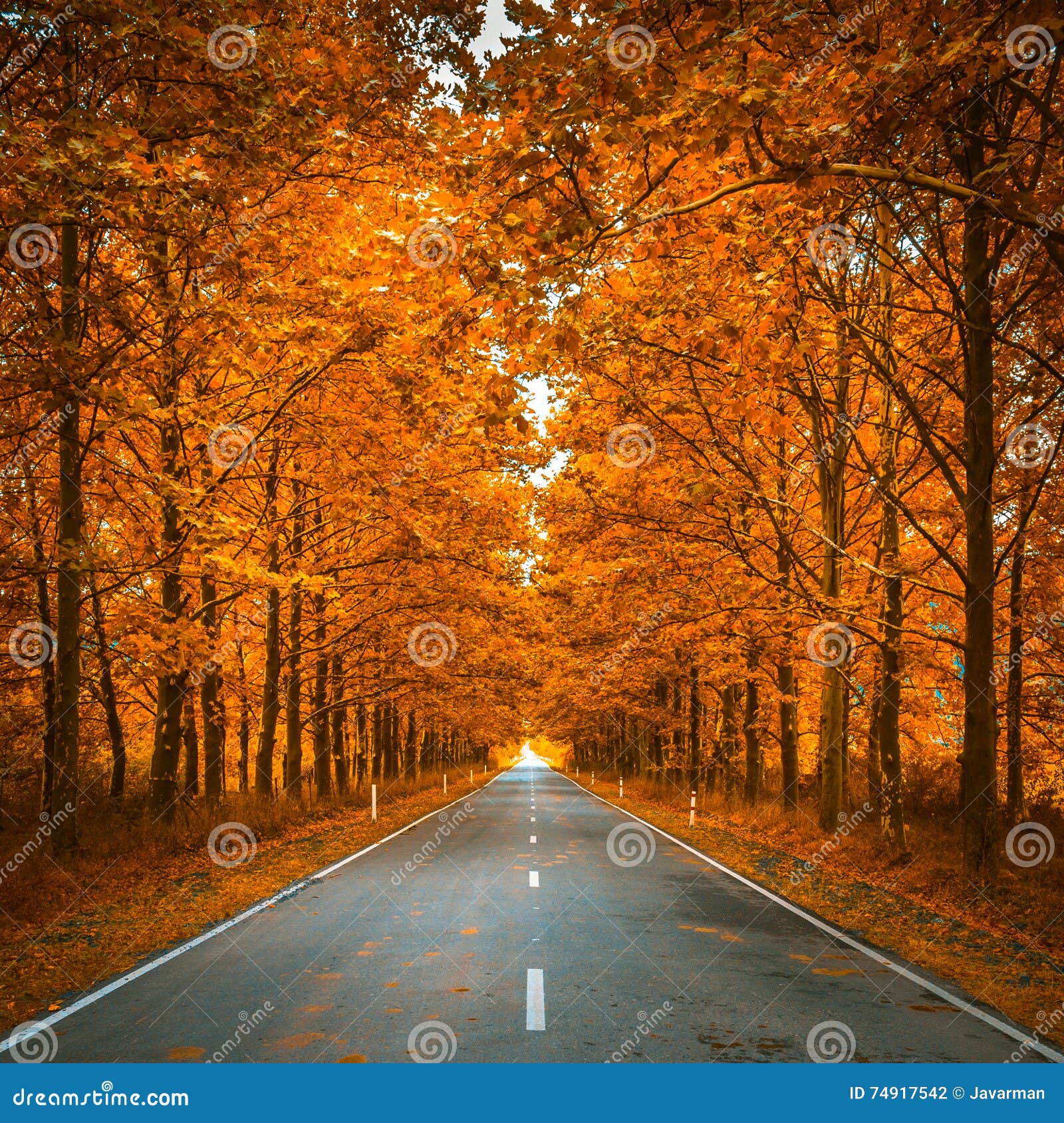 Road in autumn woods stock photo. Image of beautiful - 74917542