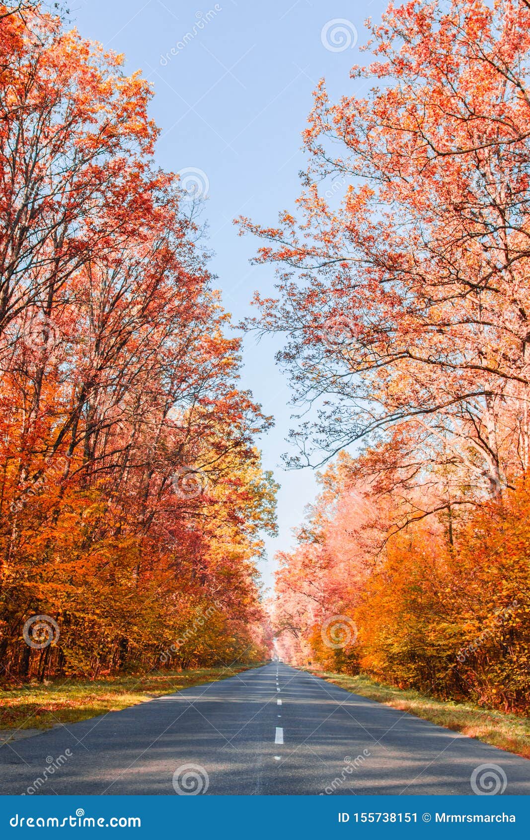 Road in the Autumnal Forest. Stock Image - Image of horizon, park ...