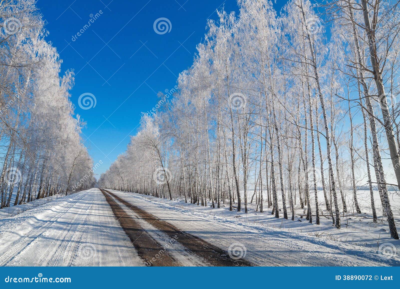 Road on the Background of Snowy Trees. Stock Photo - Image of christmas ...