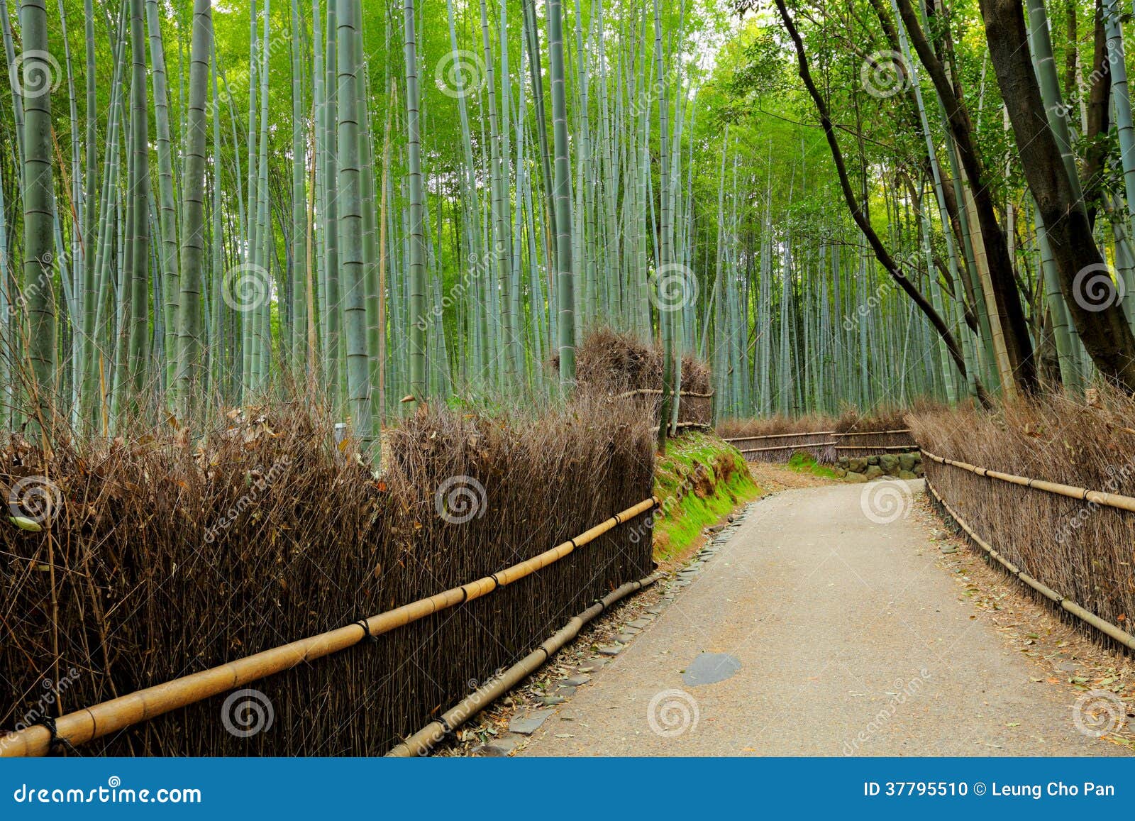 Road in Bamboo forest stock photo. Image of japan, trunk - 37795510