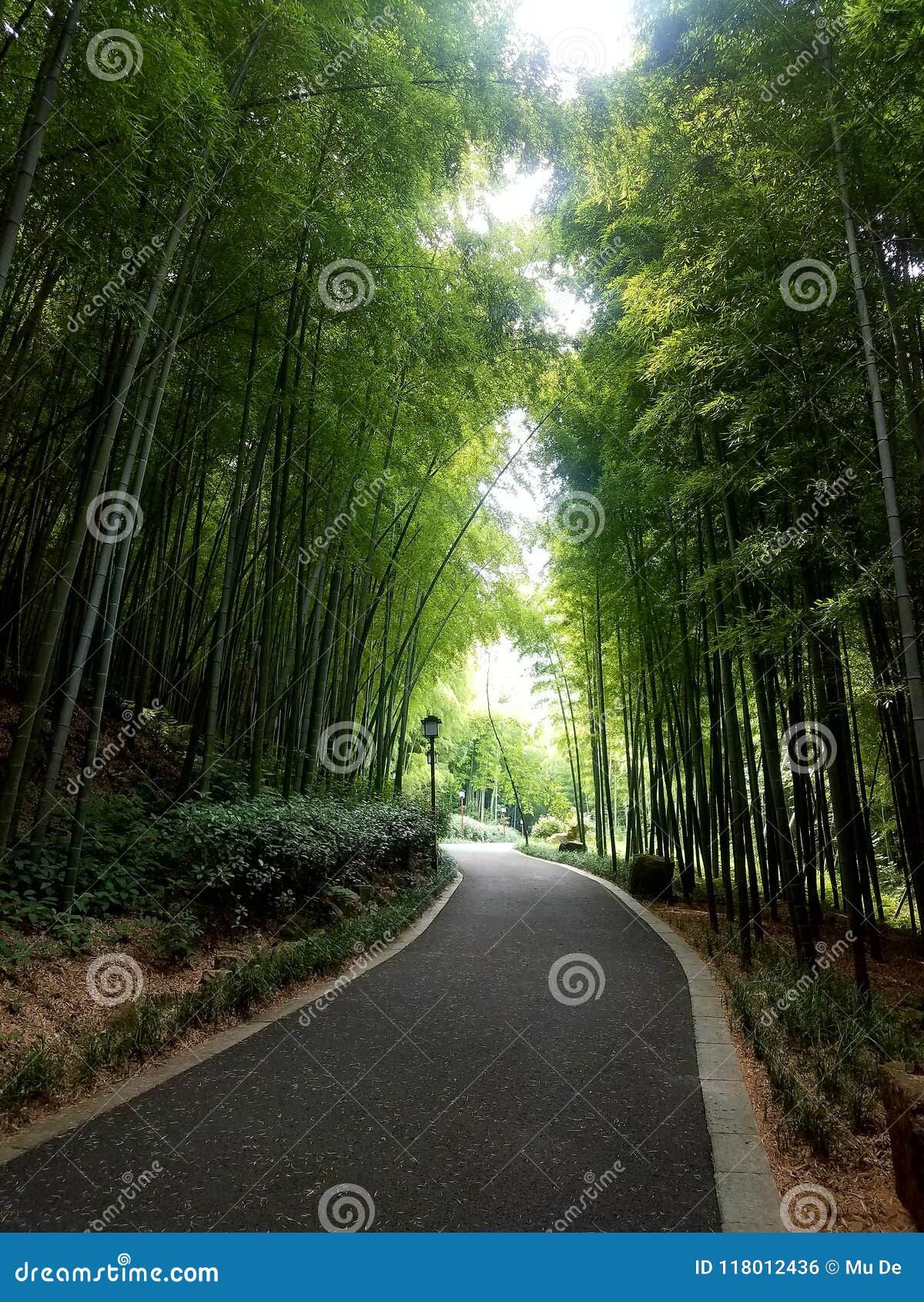 Road through bamboos stock photo. Image of summer, forests - 118012436