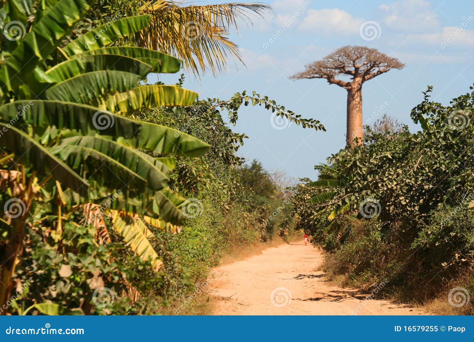 Road through Baobab Country Stock Image - Image of blue, famous: 16579255