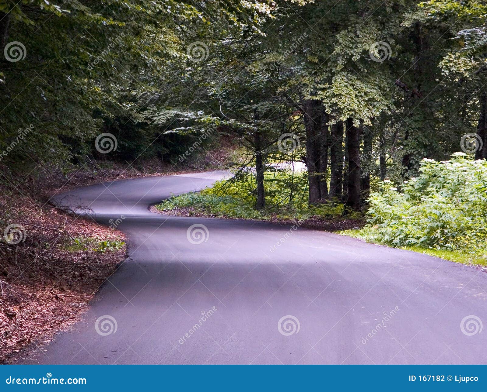 A Road in a Beautiful Forest Stock Photo - Image of flora, daytime: 167182