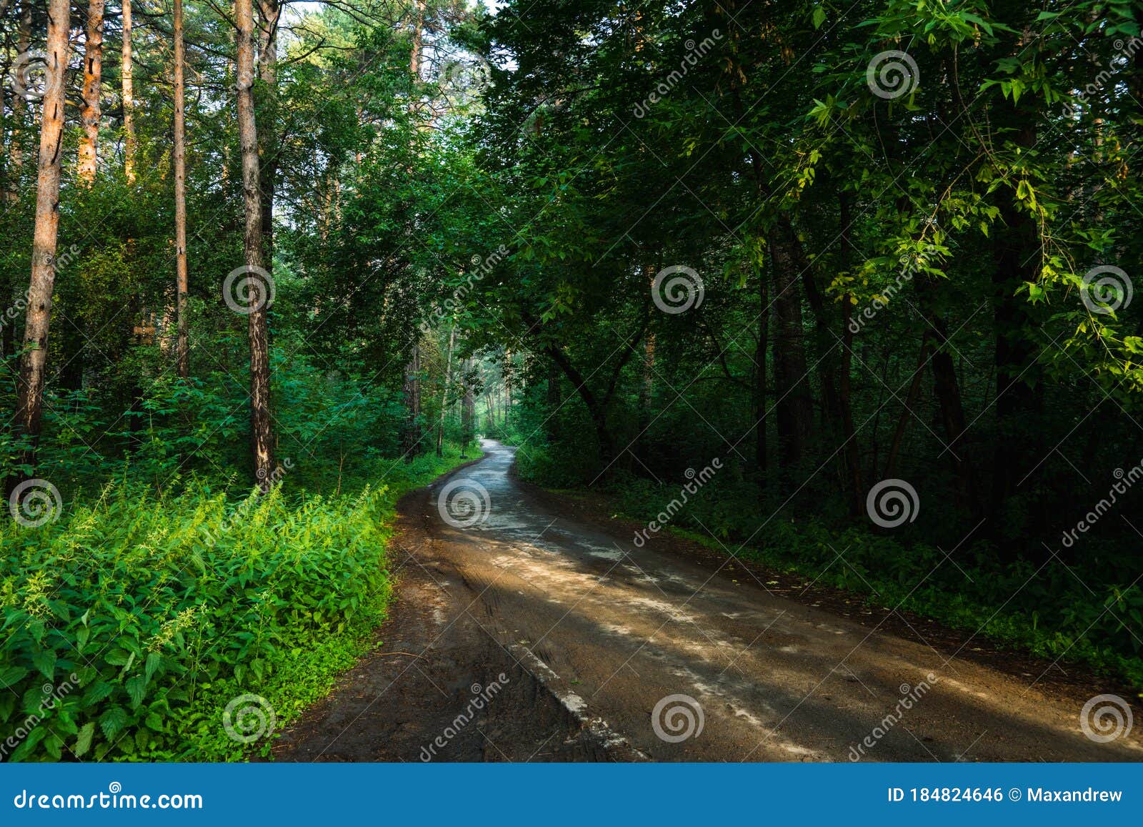 Road through Beautiful Forest Stock Photo - Image of grass, bright ...
