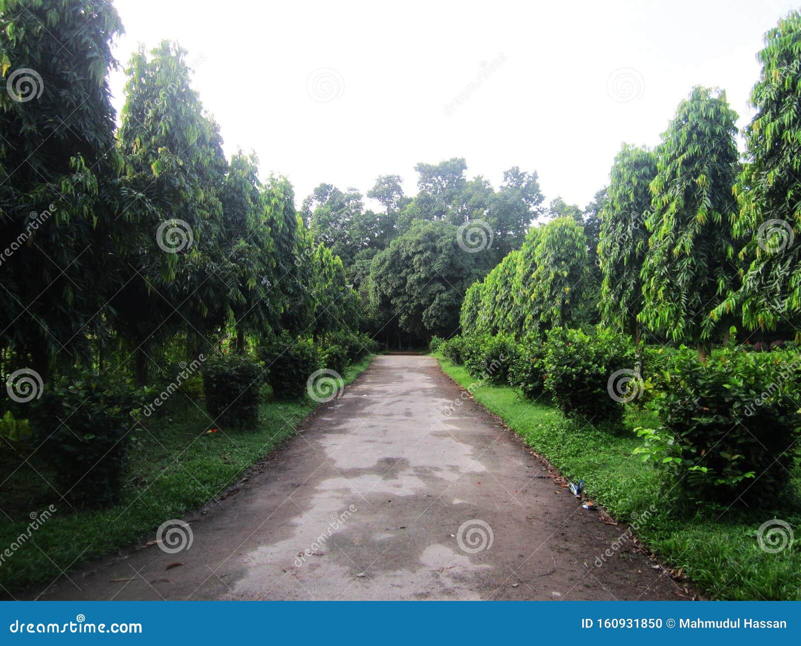 Road in the Beautiful Garden. Beautiful Road with Trees Stock Photo ...