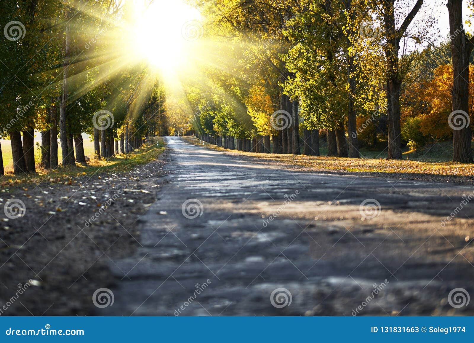 Road and Beautiful Trees in the Autumn Forest, Bright Sunlight at ...