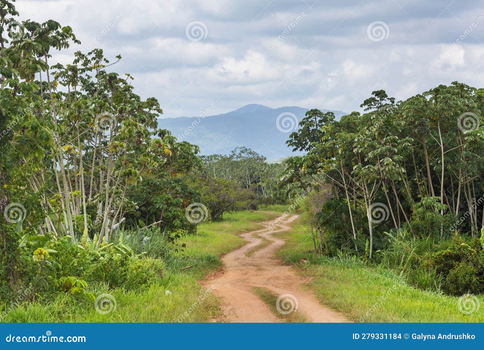Road in Belize stock photo. Image of road, field, fence - 279331184