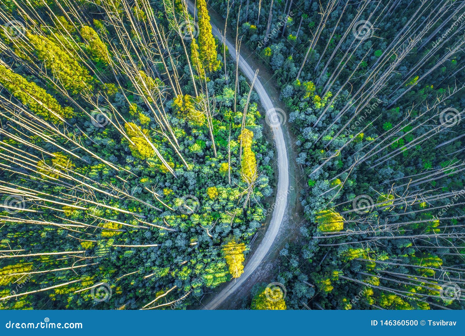 Road Bend in Eucalyptus Forest - Aerial View. Stock Photo - Image of ...