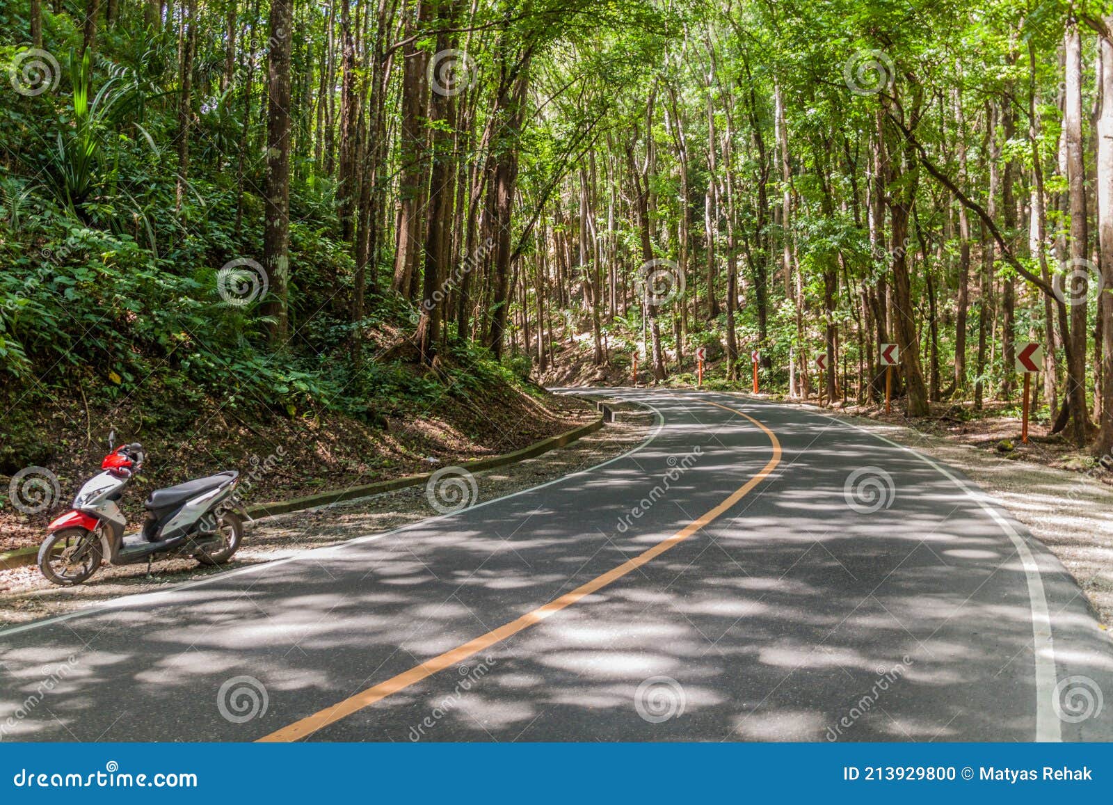 Road through Bilar Man-Made Forest on Bohol Island, Philippin Stock ...